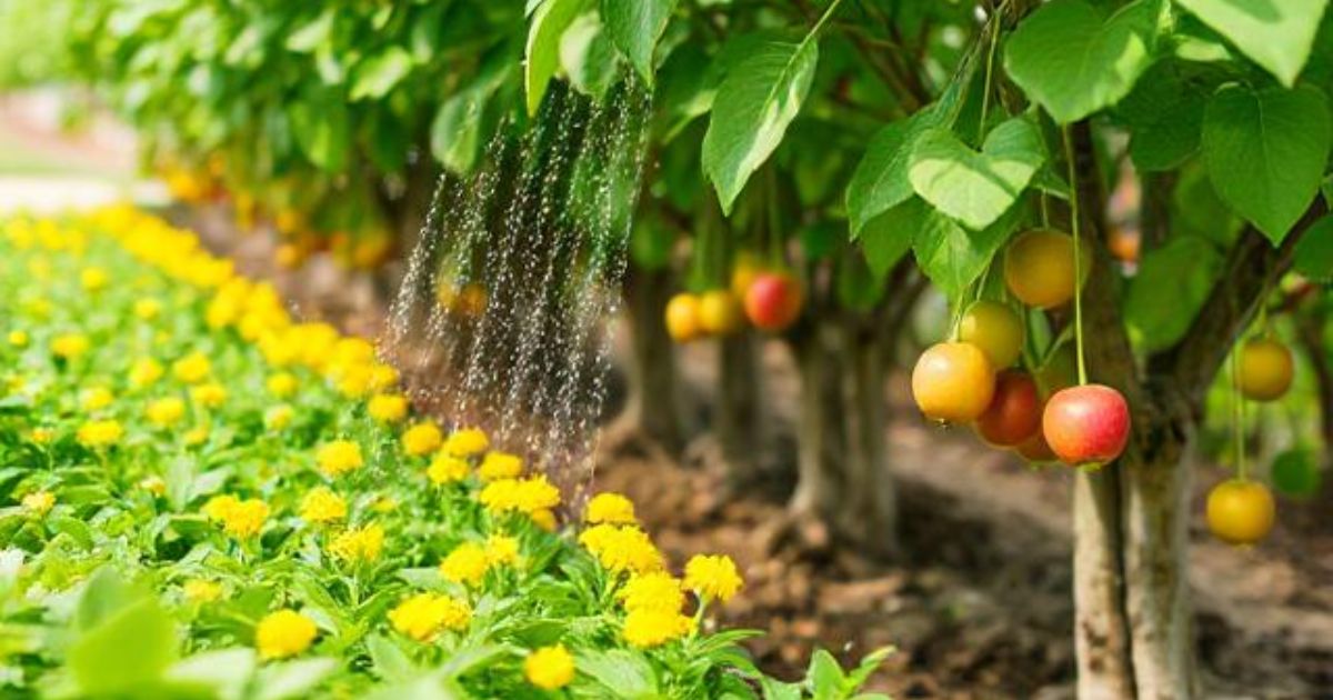 What Is Transpiration In Agriculture: Key To Plant Water Use