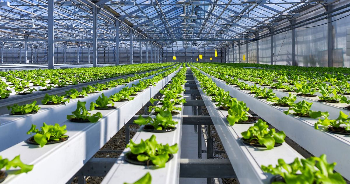 Saltwater Farming: The Future Of Coastal Agriculture