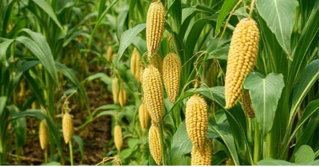 What Are Cash Crops and How Do They Help Build Climate Resilience