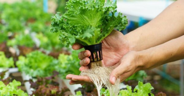 Hydroponic Farming For Beginners: A Complete Guide