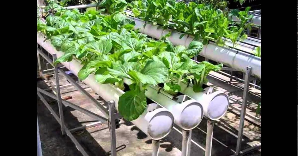 Hydroponic Farming For Beginners: A Complete Guide