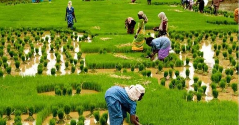 What Is Agriculture A Simple Guide for Everyone - Agriculture Growing