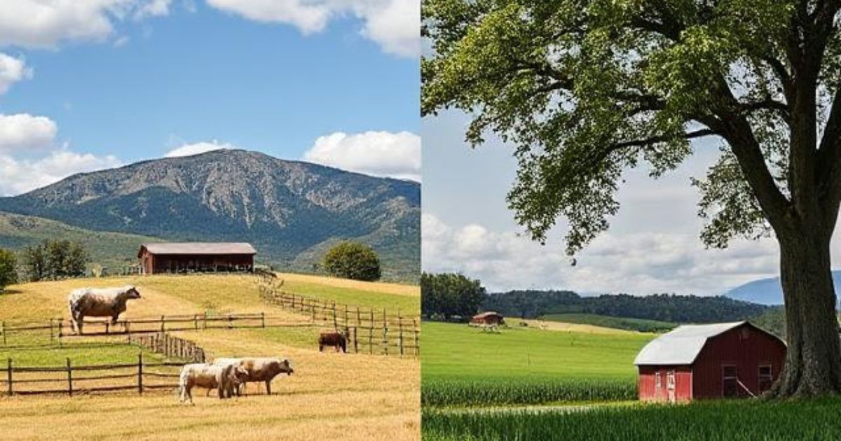Ranch vs Farm: Key Differences Explained Simply