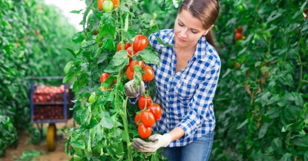 Is Green House Farming Profitable A Comprehensive Guide