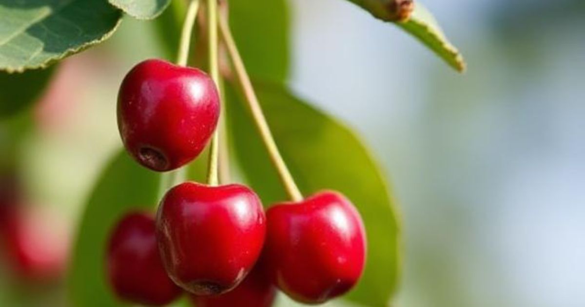When Are Cherries In Season A Comparative Fresh Guide