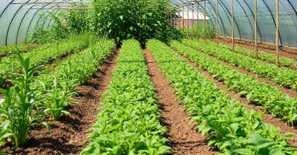 Commercial Farming: Modern Agriculture for a Growing World