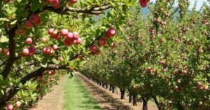 What Is an Orchard - Agriculture Growing