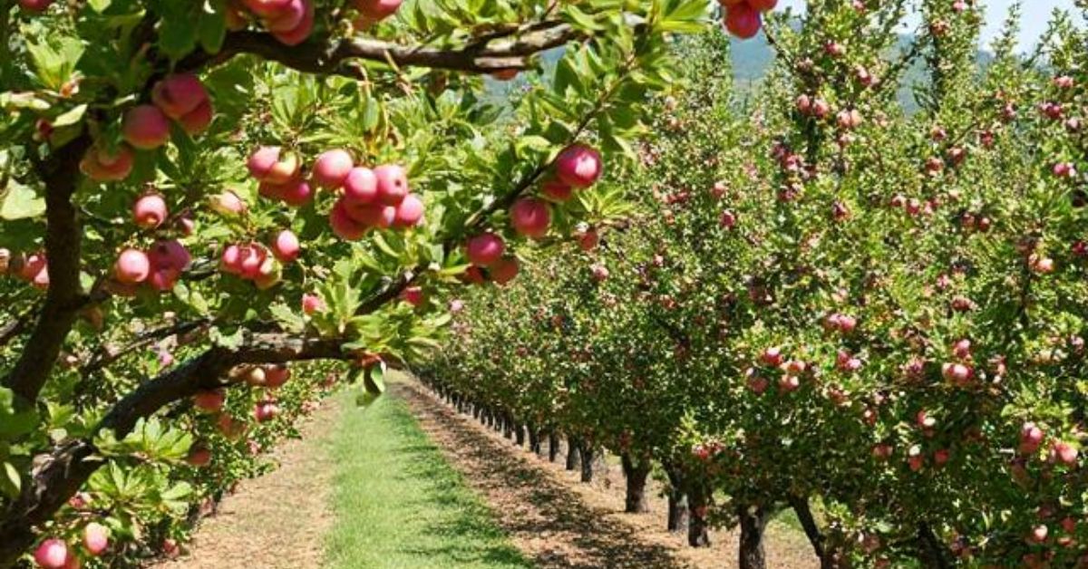 What Is an Orchard - Agriculture Growing