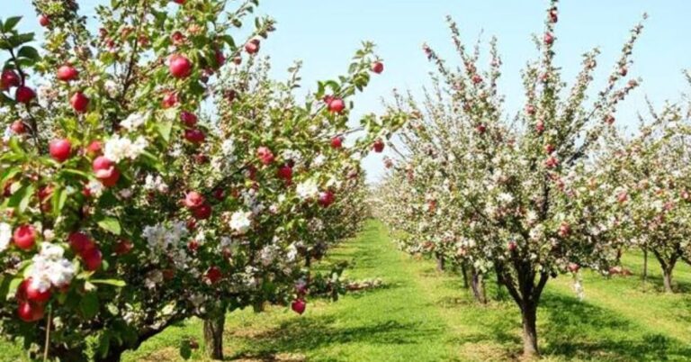 What Is an Orchard - Agriculture Growing