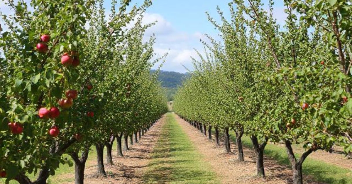 What Is an Orchard - Agriculture Growing
