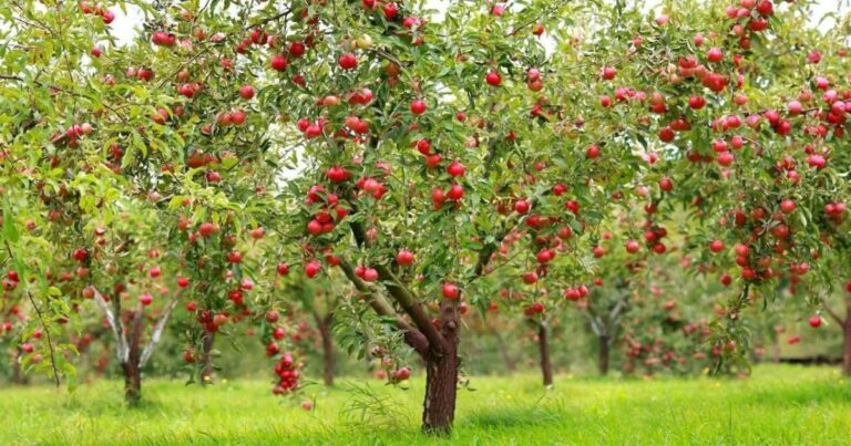 Orchard Trees: Fruitful Growing A Comparative Guide
