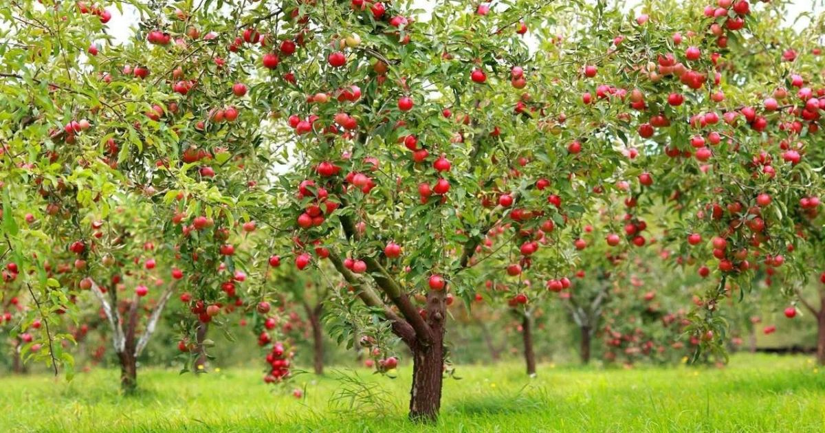 Orchard Trees: Fruitful Growing A Comparative Guide