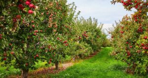 Orchard Trees: Fruitful Growing A Comparative Guide