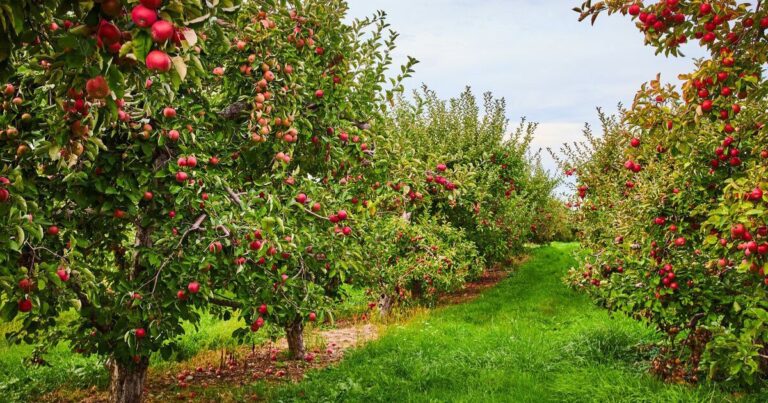 Orchard Trees: Fruitful Growing A Comparative Guide