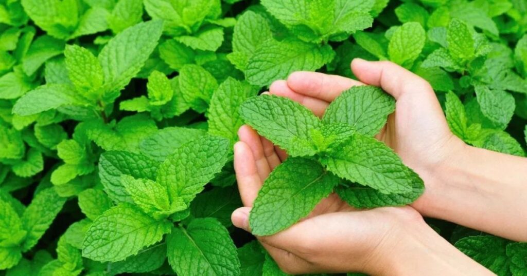How To Grow Mint Seeds: A Simple Guide