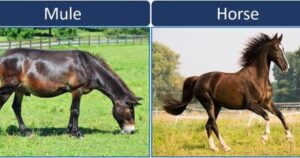 What Is A Mule? Origins Traits And Uses Explained