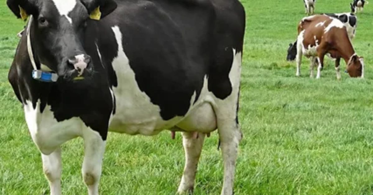 Different Types of Cows: Breeds Characteristics and Uses Explained