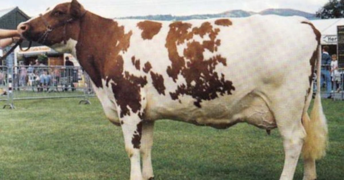 Different Types of Cows: Breeds Characteristics and Uses Explained