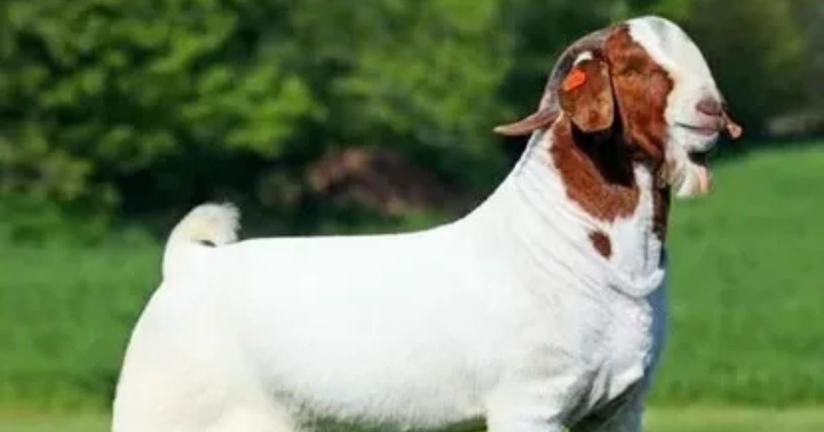 Boer Goats: A Complete Guide to Raising Breeding and Caring ...
