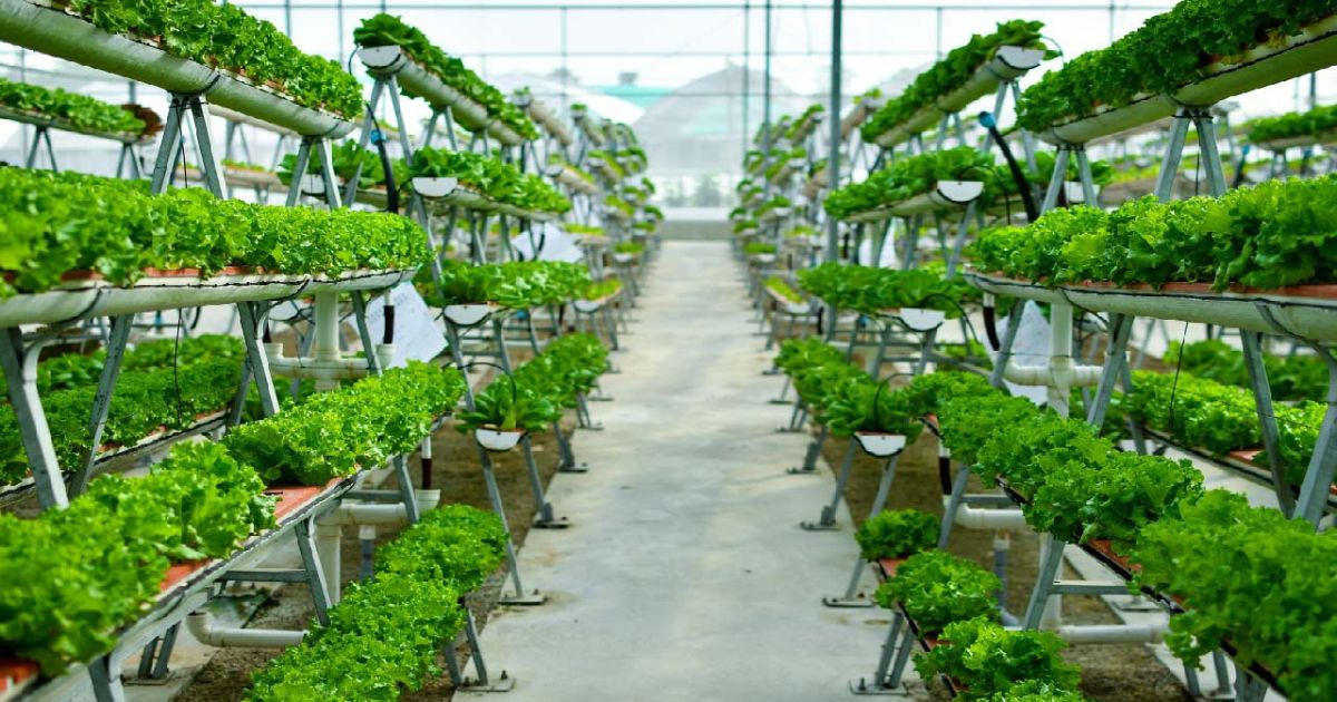 Vertical Farming: Modern Solution For Future Food