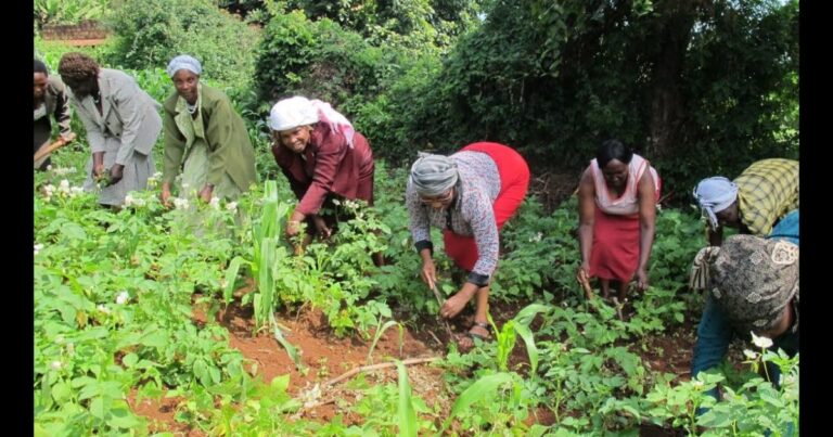 Subsistence Agriculture: Farming For Family Survival Needs
