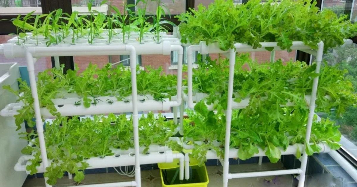 Vertical Farming: Modern Solution For Future Food