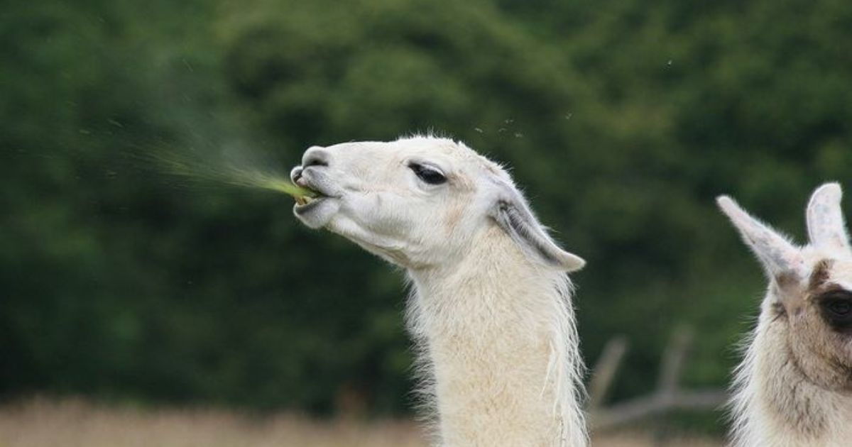 Why Does A Llama Spit Behavior And Reasons Explained