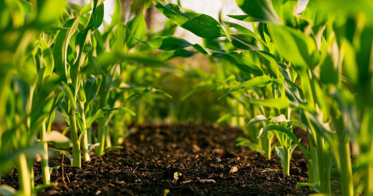 Subsistence Agriculture: Farming For Family Survival Needs