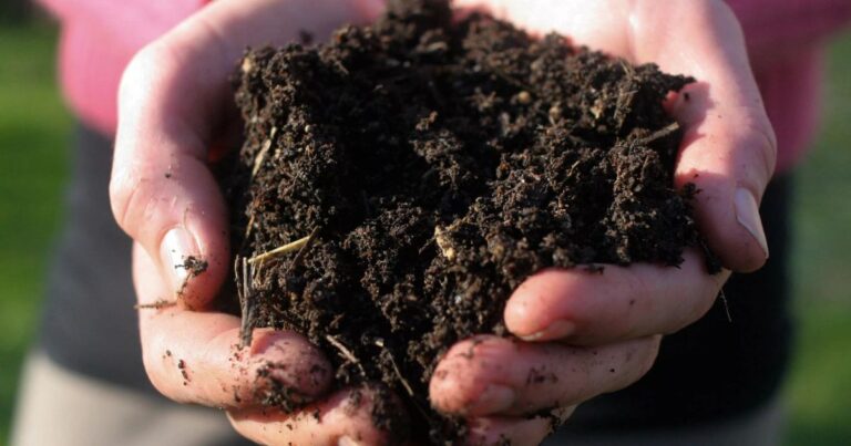 Manure And Compost: Natural Boost For Healthy Soil