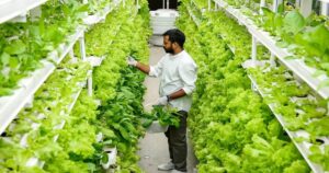 Vertical Farming: Modern Solution For Future Food