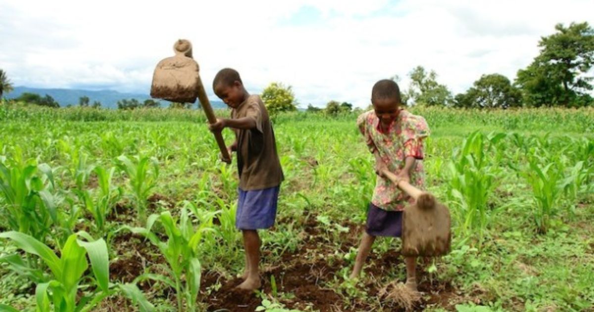 Subsistence Agriculture: Farming For Family Survival Needs