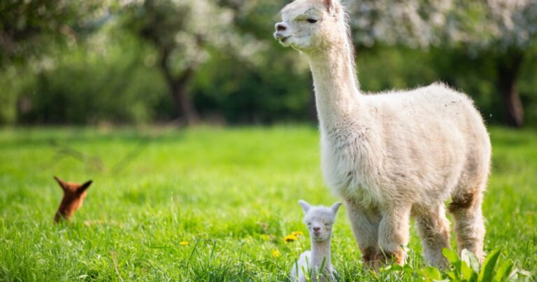 Why Does A Llama Spit Behavior And Reasons Explained
