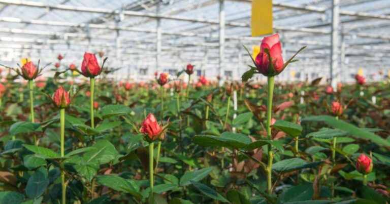 What Is the Top Agriculture Crop in Florida?