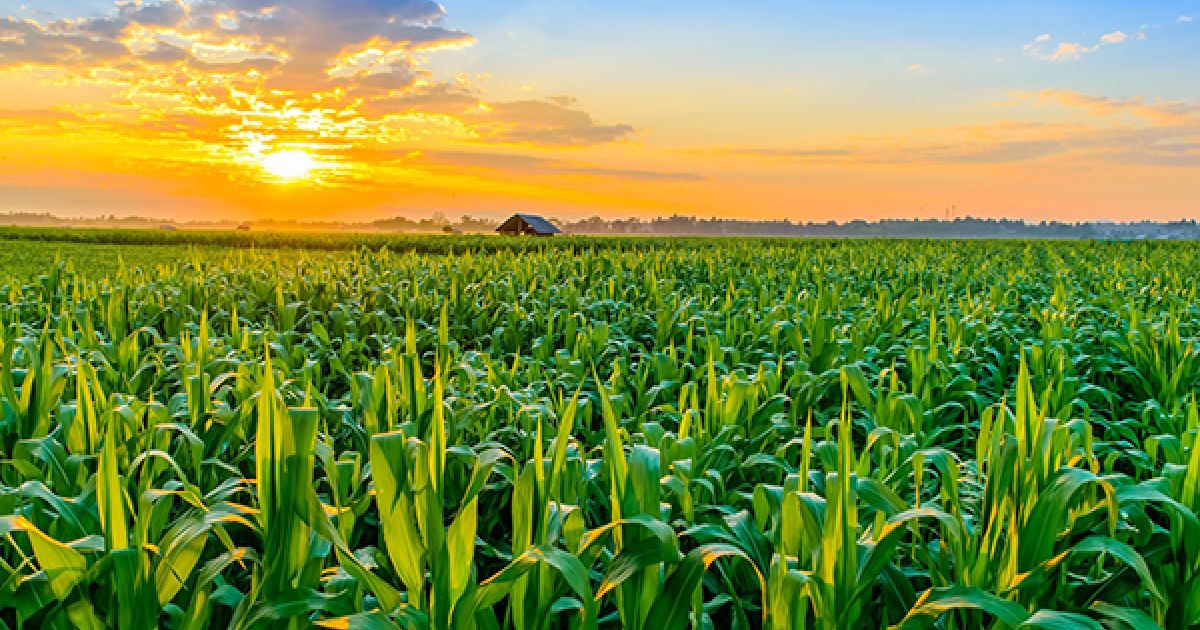 What Is the United States Largest Agriculture Crop?