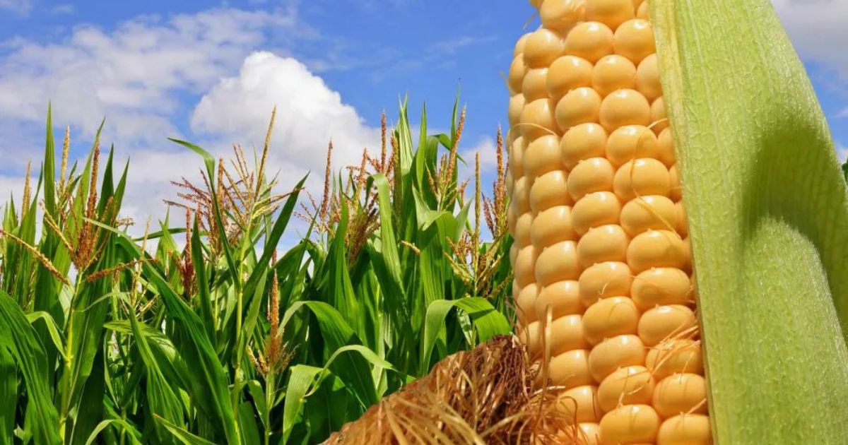 What Is the United States Largest Agriculture Crop?