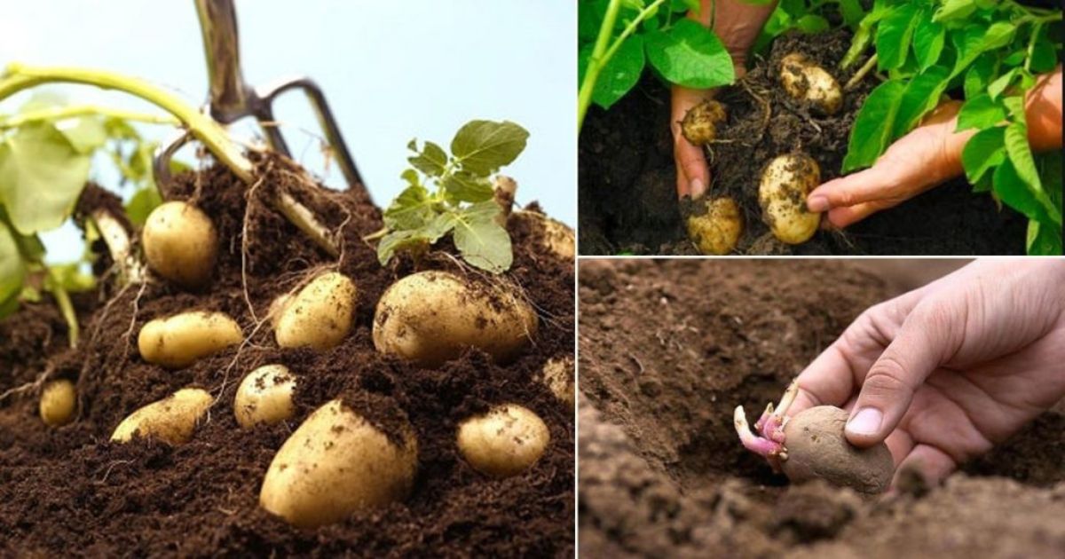 How Much Water Do Potato Plants Need? A Complete Growing Guide