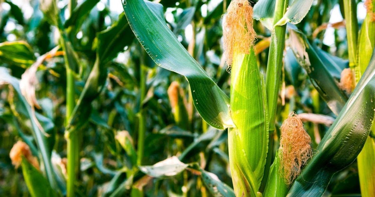 How Long Does It Take for Corn Crops to Grow - Agriculture Growing