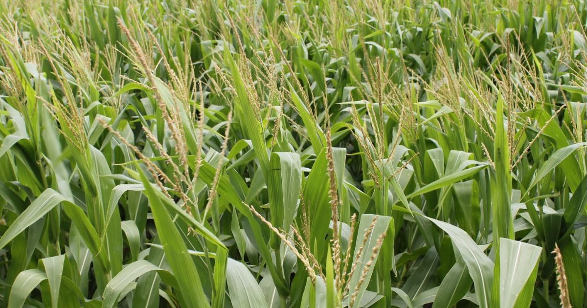 How Long Does It Take for Corn Crops to Grow - Agriculture Growing