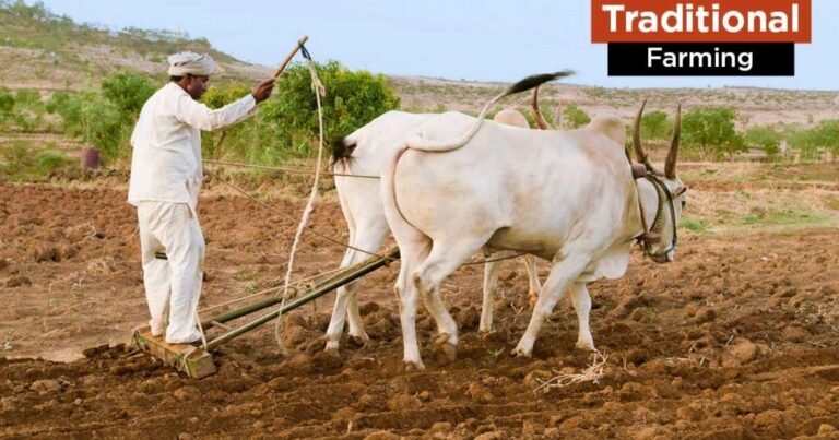 What is Traditional Farming - Agriculture Growing