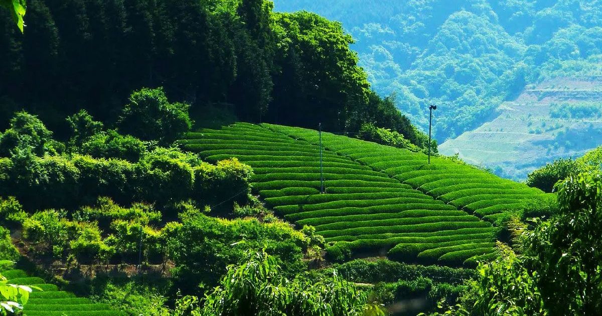 Why Is Terrace Farming Important? - Agriculture Growing
