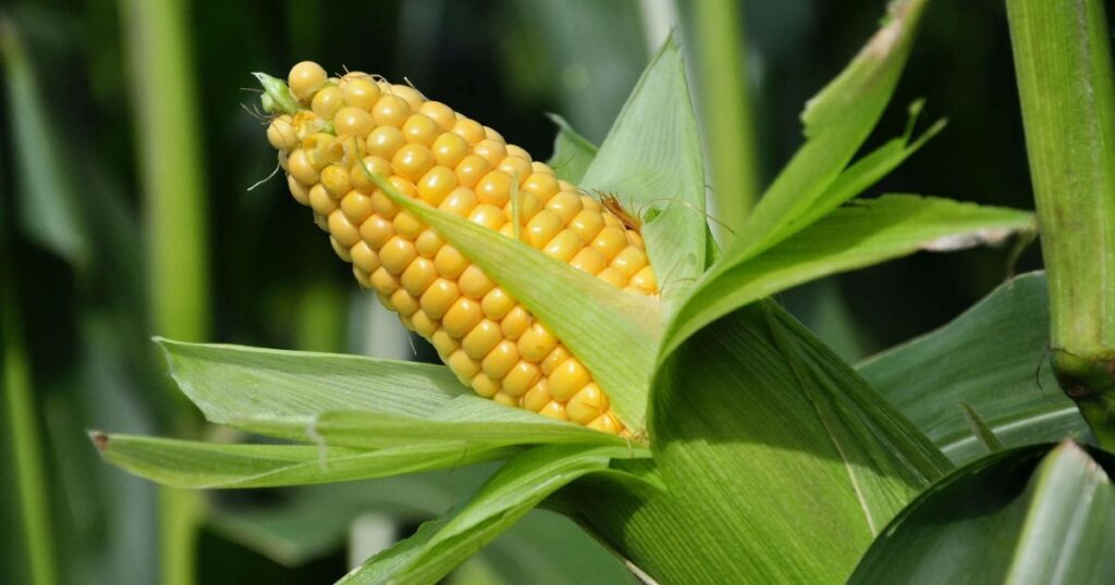Why Is Corn One Of the Most Important Crops In The World?