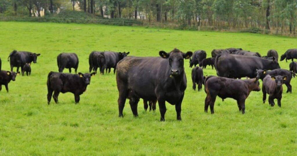 Aberdeen Angus: A Premium Beef Cattle Breed - Agriculture Growing