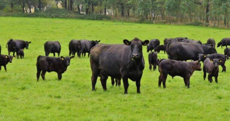 Aberdeen Angus: A Premium Beef Cattle Breed - Agriculture Growing