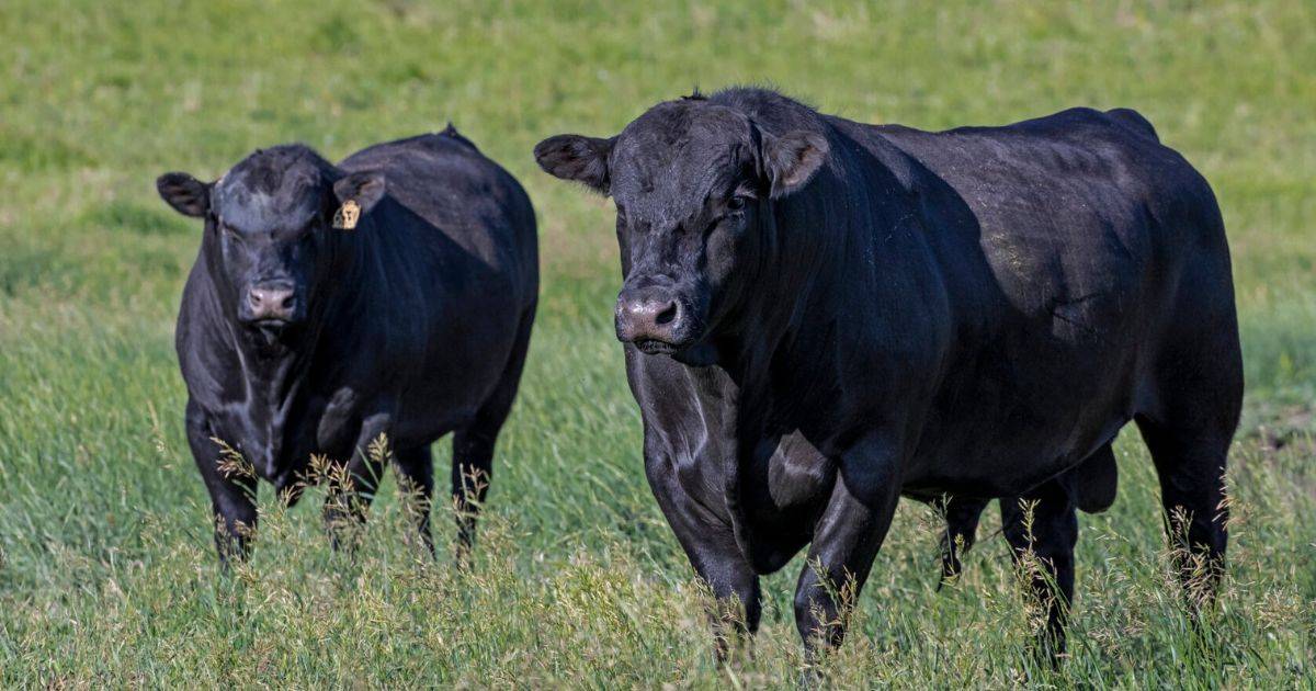 How Much Does A Bull Cost? A Complete Farmer's Pricing Guide