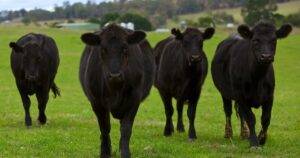 Aberdeen Angus: A Premium Beef Cattle Breed - Agriculture Growing