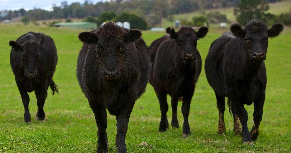 Aberdeen Angus: A Premium Beef Cattle Breed - Agriculture Growing