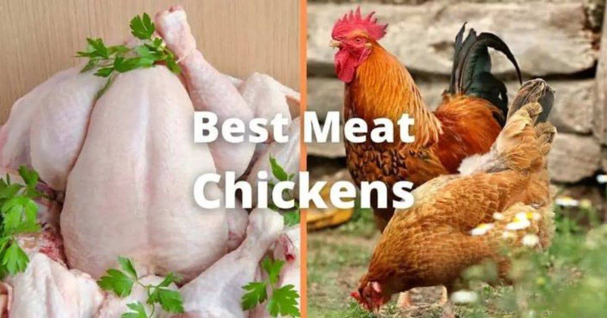 Top Chickens Breeds For Eggs And Meat Farming