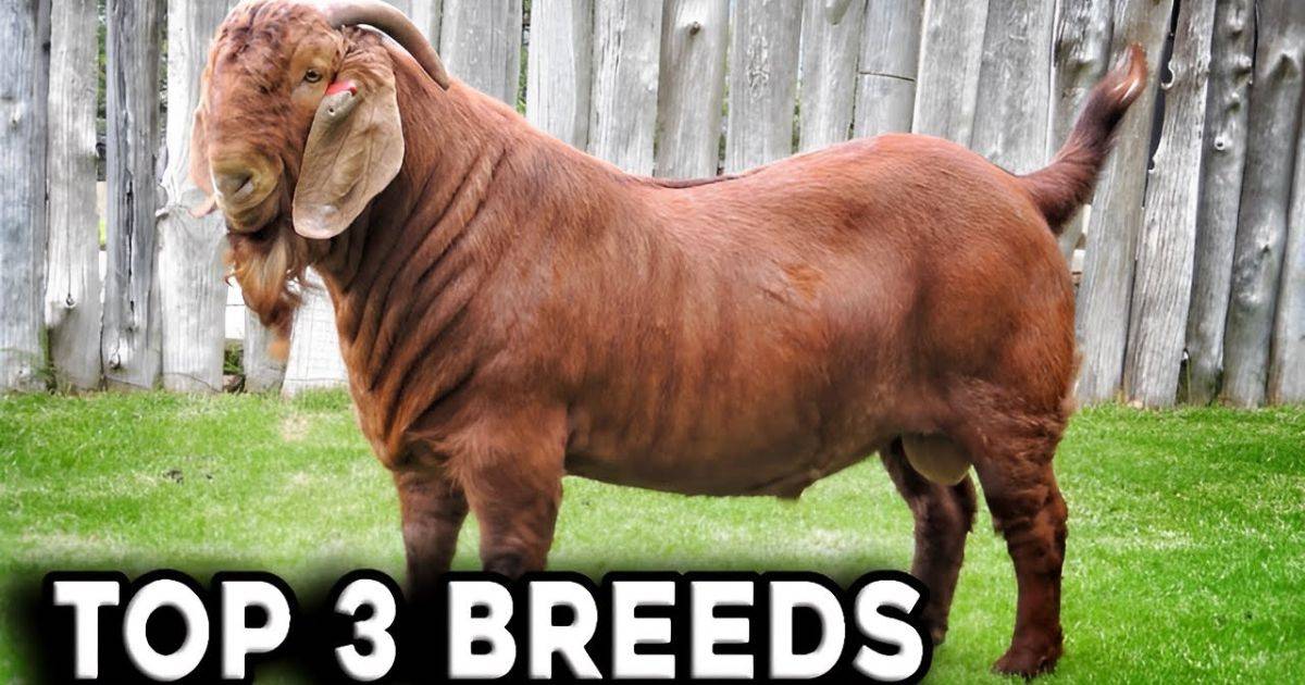 Popular Goat Breeds Around the World - Agriculture Growing