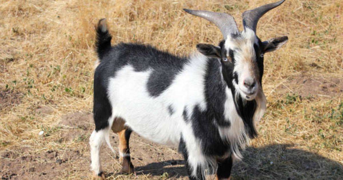 Popular Goat Breeds Around the World - Agriculture Growing