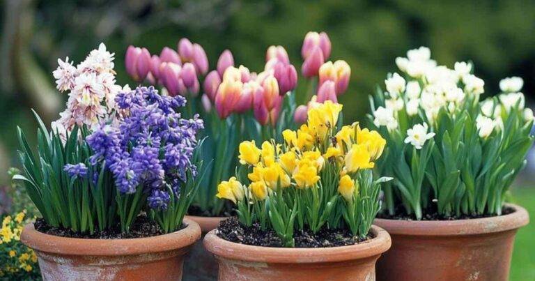 Plants with Bulbs: Complete List Types and Growing Guide for Every ...